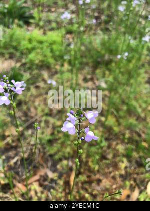 blue toadflax (Nuttallanthus canadensis Stock Photo - Alamy