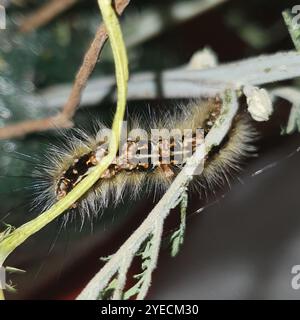 Common Anthelid Moth (Anthela acuta Stock Photo - Alamy