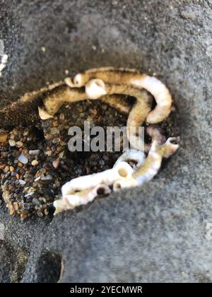 Scaled Worm Snail (Thylacodes squamigerus) Mollusca Stock Photo - Alamy