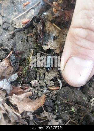 European Gazelle Beetle (Nebria brevicollis Stock Photo - Alamy