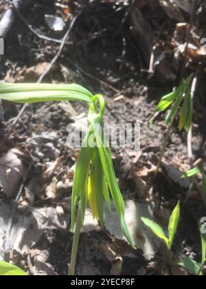 largeflower bellwort (Uvularia grandiflora Stock Photo - Alamy