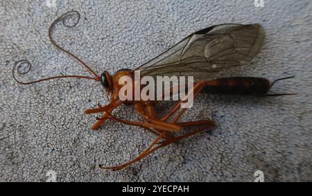 Orange ichneumonid wasp (Netelia ephippiata Stock Photo - Alamy