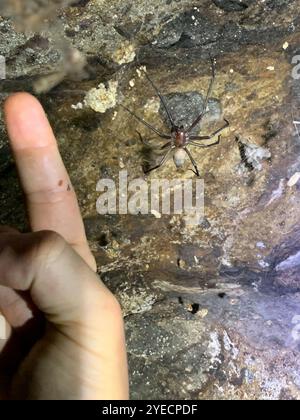 Bush Spider (Cambridgea foliata Stock Photo - Alamy