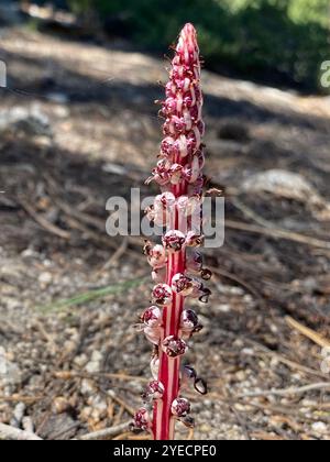 sugarstick (Allotropa virgata Stock Photo - Alamy