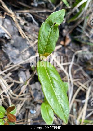 northern wild raisin (Viburnum cassinoides), Plantae, Moncton, NB E1E ...