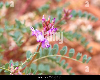 Preuss' Milkvetch (Astragalus preussii Stock Photo - Alamy