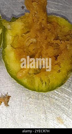 Cucurbit Fruit Flies (Dacinae Stock Photo - Alamy