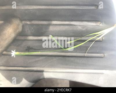 Blue Pigroot (Sisyrinchium micranthum Stock Photo - Alamy