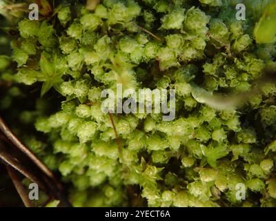 Jagged Notchwort (Schistochilopsis incisa Stock Photo - Alamy
