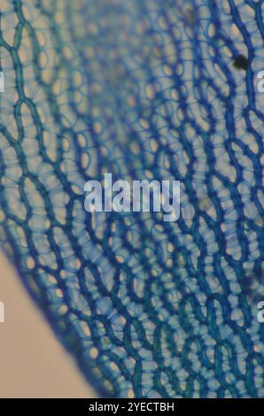 Russow's Peatmoss (Sphagnum russowii Stock Photo - Alamy