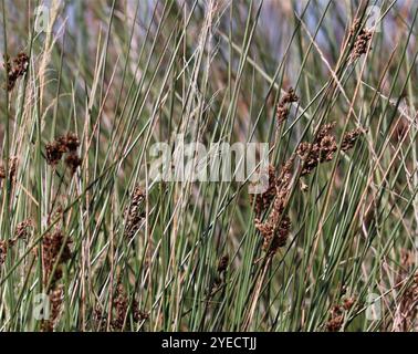 Salt Rush (Juncus rigidus Stock Photo - Alamy