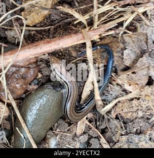 Prairie Skink (Plestiodon septentrionalis Stock Photo - Alamy