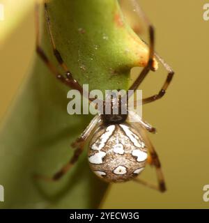 Zimbabwe Button Spider (Latrodectus rhodesiensis Stock Photo - Alamy