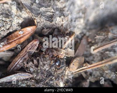 Furrowed Ants (Myrmica Stock Photo - Alamy