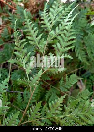 Sweet Fern (Pteris macilenta Stock Photo - Alamy
