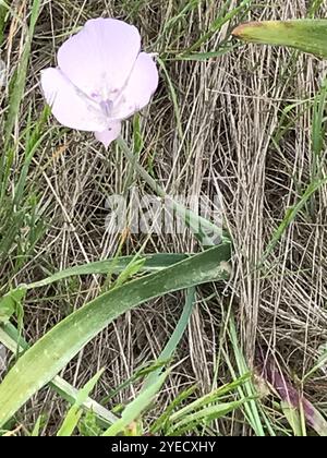 Pink star-tulip (Calochortus uniflorus), Plantae, Monterey County, US ...