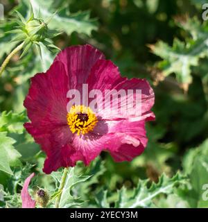 Red Pricklypoppy (Argemone sanguinea Stock Photo - Alamy