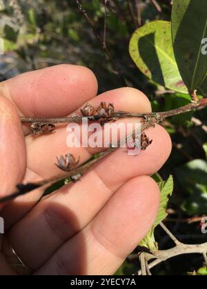 fetterbush lyonia (Lyonia lucida Stock Photo - Alamy