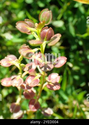 Shining Pepperweed (Lepidium nitidum Stock Photo - Alamy
