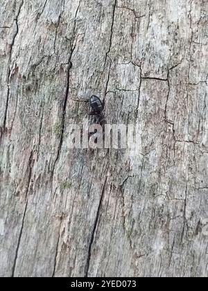 Nearctic Carpenter Ant (Camponotus nearcticus Stock Photo - Alamy