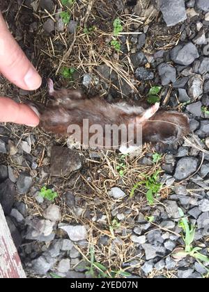 Hamsters, Voles, Lemmings, and Allies (Cricetidae Stock Photo - Alamy