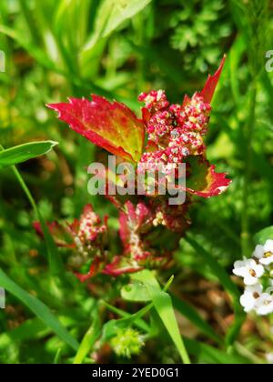 Devil's Thorn (Rumex spinosus Stock Photo - Alamy