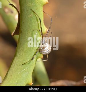 Zimbabwe Button Spider (Latrodectus rhodesiensis Stock Photo - Alamy
