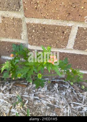 Carolina Bristlemallow (Modiola caroliniana Stock Photo - Alamy