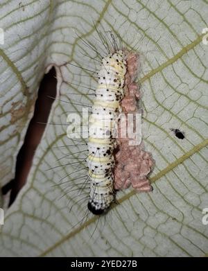 Ornate Bella Moth (Utetheisa ornatrix Stock Photo - Alamy
