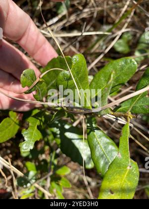southern bayberry (Morella caroliniensis Stock Photo - Alamy