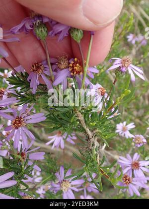 Fine Felicia (Felicia filifolia Stock Photo - Alamy