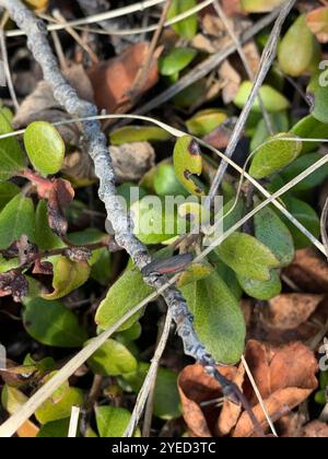 Striped Leafhopper (Cuerna striata Stock Photo - Alamy