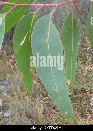 Brown Stringybark (Eucalyptus baxteri Stock Photo - Alamy