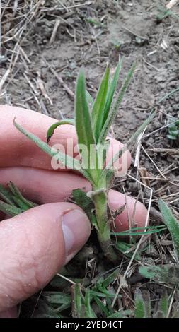 stoneseeds, puccoons, and gromwells (Lithospermum Stock Photo - Alamy