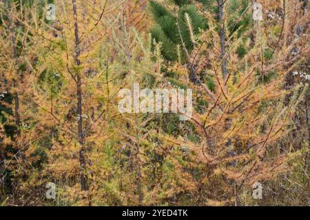 Dark bark of tamarack closeup forming design of texture and color Stock ...