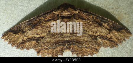 Colorful Zale Moth (Zale minerea Stock Photo - Alamy