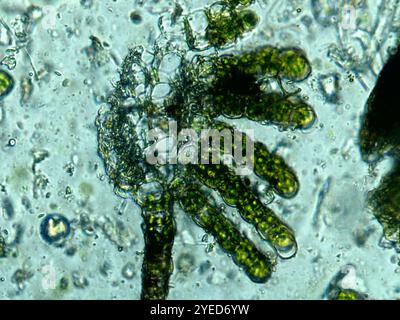 Wavy Starburst Moss (Atrichum altecristatum Stock Photo - Alamy