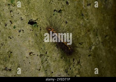 (Cyana hamata hamata Stock Photo - Alamy