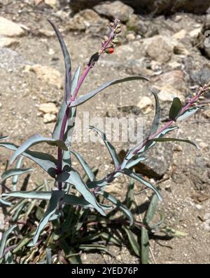 scarlet bugler (Penstemon centranthifolius Stock Photo - Alamy
