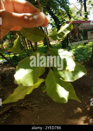 Nance (Byrsonima crassifolia Stock Photo - Alamy