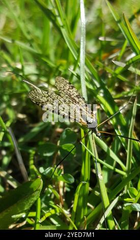 Limoniid Crane Flies (Limoniidae Stock Photo - Alamy