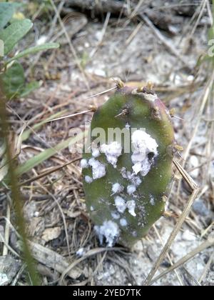 American cochineal bug (Dactylopius confusus Stock Photo - Alamy