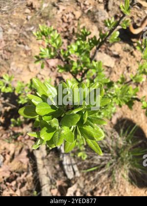 bully trees (Sideroxylon Stock Photo - Alamy