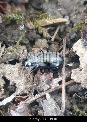 European Gazelle Beetle (Nebria brevicollis) on a wide blade of grass ...