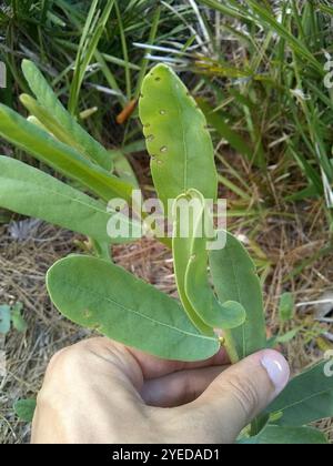 netted pawpaw (Asimina reticulata Stock Photo - Alamy