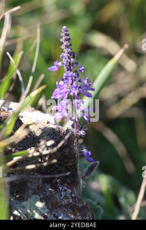 little spurflower (Coleus australis Stock Photo - Alamy