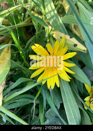 Prostrate Capeweed (Arctotheca prostrata Stock Photo - Alamy
