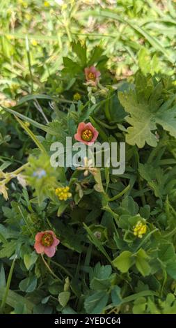Carolina Bristlemallow (Modiola caroliniana Stock Photo - Alamy