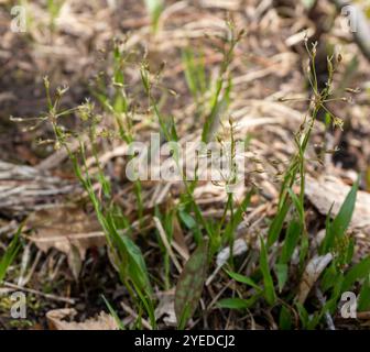 hairy woodrush (Luzula acuminata Stock Photo - Alamy