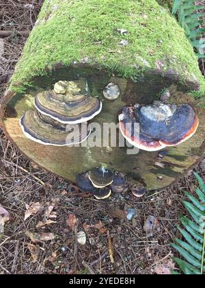 Northern Red Belt (Fomitopsis mounceae Stock Photo - Alamy